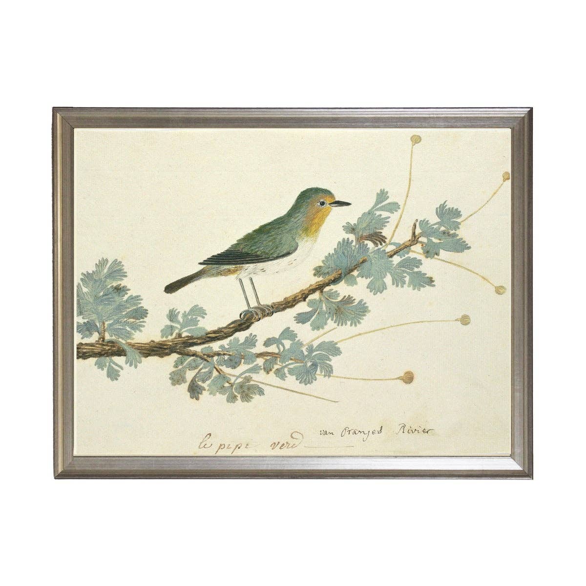 Vintage Bird Bookplate: 10" X 8" / Gold Frame – Pageberry